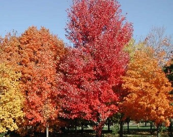 Hard rock maple | Etsy