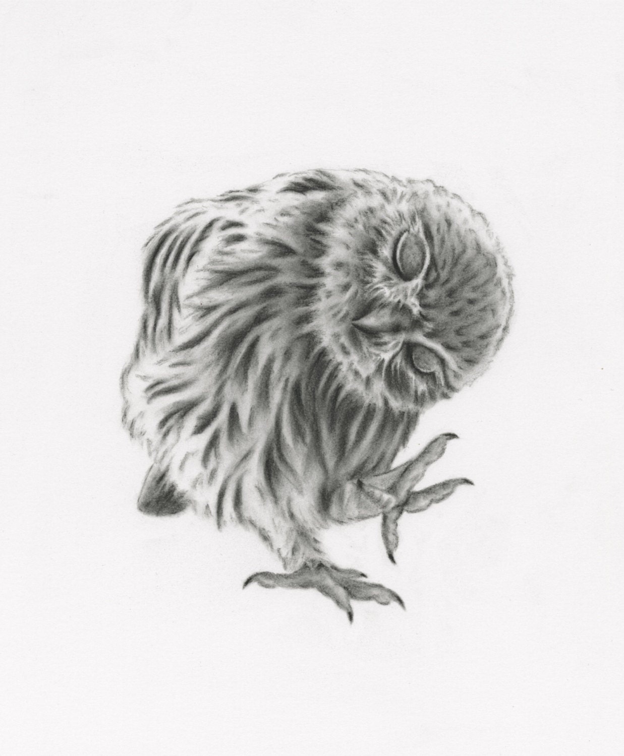 Owl Art 8x10 Giclee Print of my Charcoal Drawing