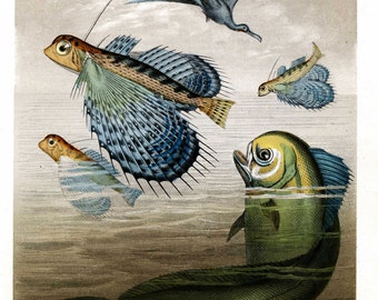 Flying fish print | Etsy