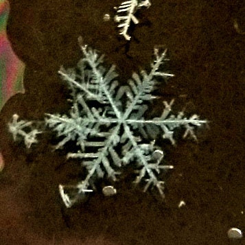Preserved snowflakes yes they're real by PreservedSnowflakes