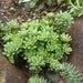 Sedum Cliff Stonecrop Succulent Seeds Sedum Glaucophyllum