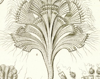 Algae Drawing Green Algae Green Drawing Haeckel by ThePreciousPast