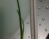 Items similar to Jungle Val (Vallisneria Spiralis), Live Aquarium ...