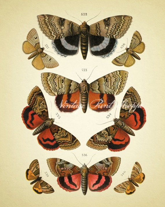 Moth art print Botanical print Vintage Educational plate