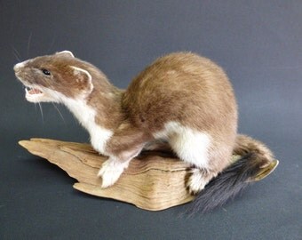 Stoat | Etsy