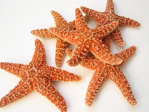 Sugar Starfish-One Sugar Starfish 3-4Sugar Starfish