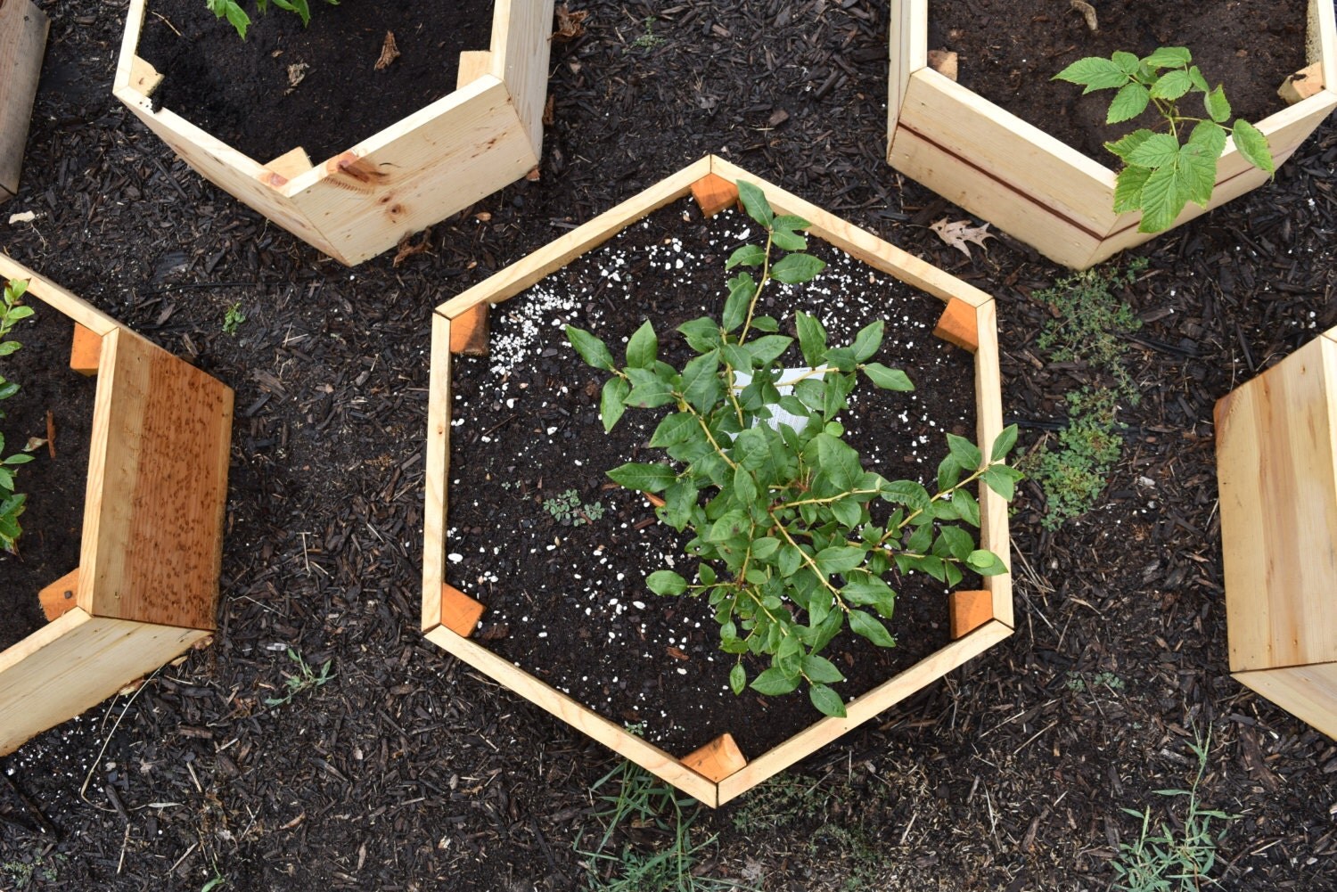 raised-hexagon-garden-planter-downloadable-instructions-step