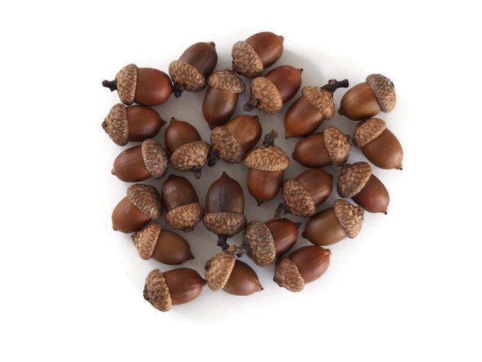 LARGE Acorns Natural Acorns Real Acorns Large Real Acorns