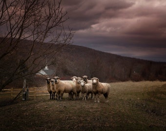 Sheep photography | Etsy