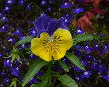 Unique johnny jump up related items | Etsy