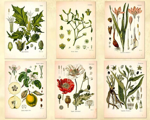 The entire set of 88 Plant illustrations in Köhler's