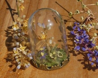 Mini Plastic Dome Pendant Small Terrarium Domes Tiny Display