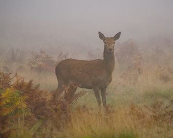 Winter walk Art print 3 different sizes