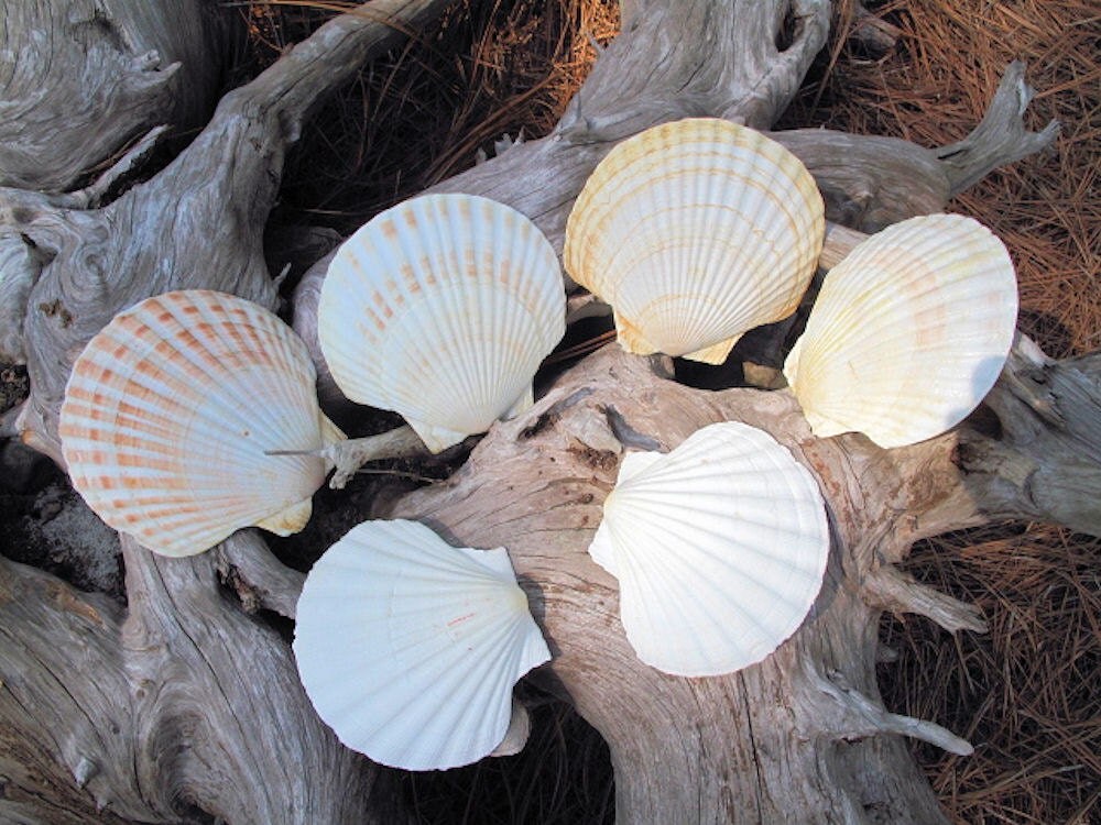 Natural Shell Appetizer Serving Dishes-Set of 6 – Haute Juice