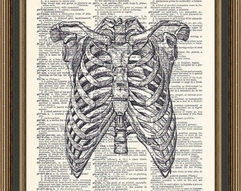 Skeleton ribs | Etsy