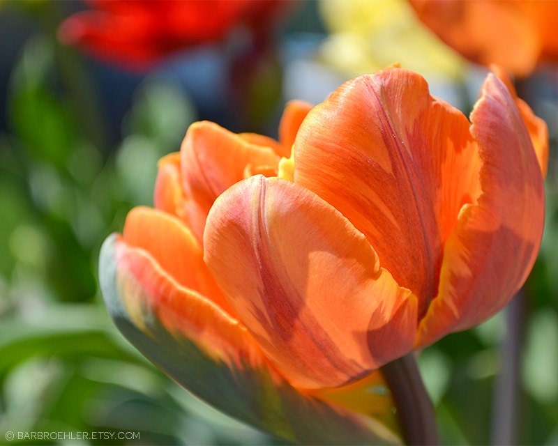 Orange Tulip Nature Wall Art Flowers Sunlight Flower