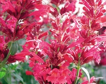 Unique agastache related items | Etsy