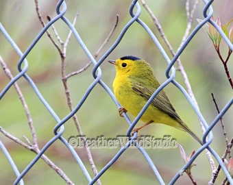 Yellow Warbler In Flight Bird Photography by FeatherWindStudio