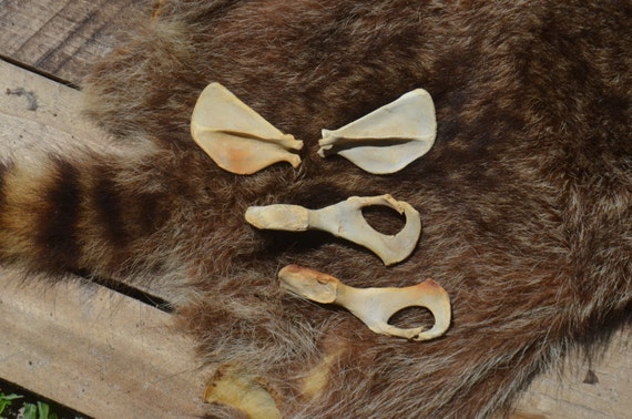 Raccoon bones set of two scapulas and one pelvis