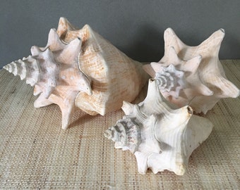 Items similar to Vintage Beach Sea Shell | Seashell Collection on Etsy