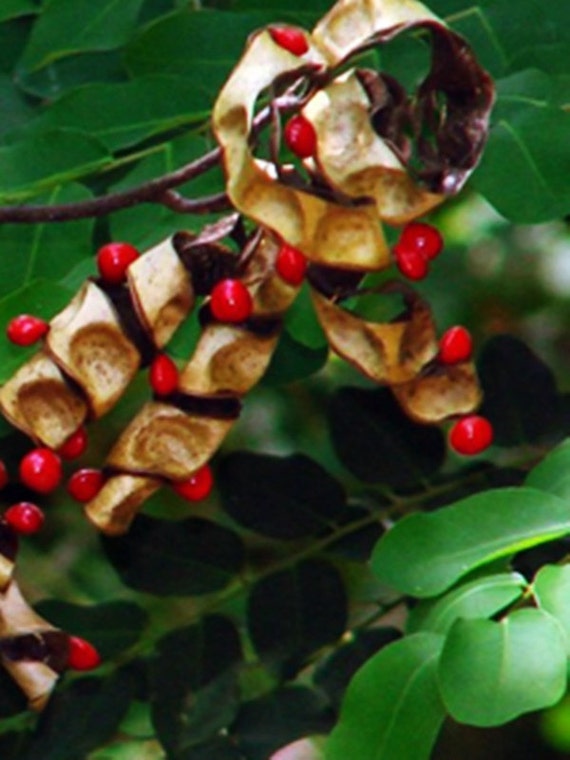 Adenanthera pavonina 100 Seeds ThailandMrk by ThailandMrk on Etsy