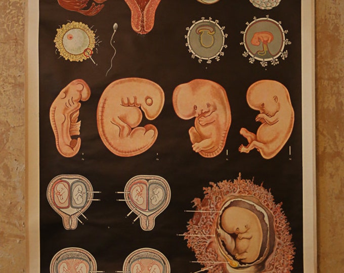 Anatomical - vintagewallcharts