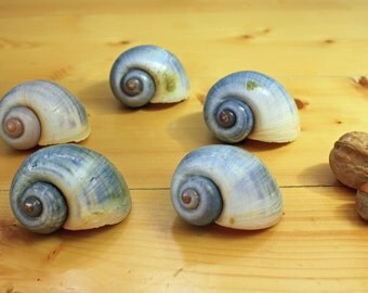 Apple snail shell | Etsy