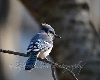Blue jay wings | Etsy