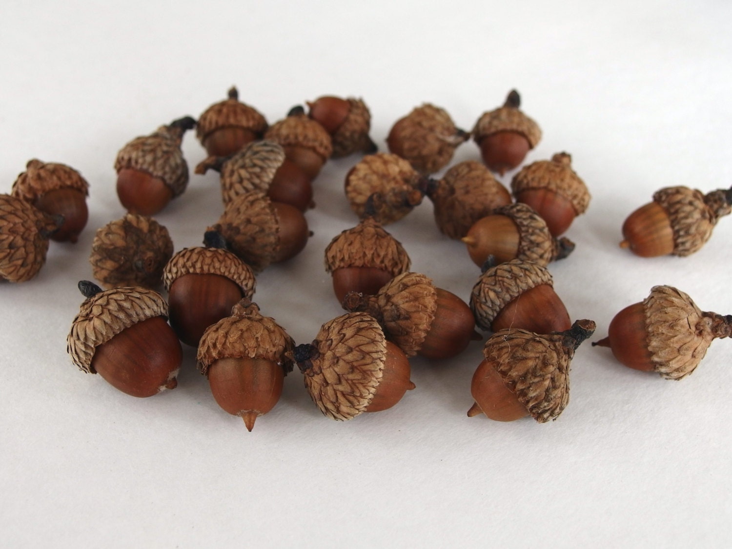 SMALL Real Acorns Natural Acorns Rustic Decor by MyFamilysNutz