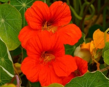 Unique nasturtium seeds related items | Etsy