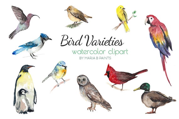 Watercolor Clip Art Bird Bundle Instant by MariaBPaintsClipArt