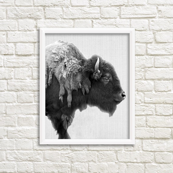 Buffalo Print Bison Wall Art Black and White Buffalo Modern