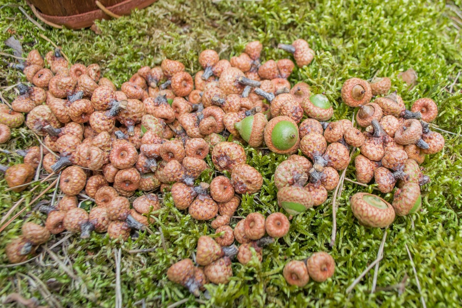 Mini acorns young acorns a natural material the by DecorNatural
