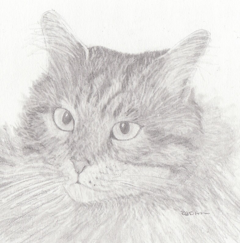 original maine coon pencil drawing