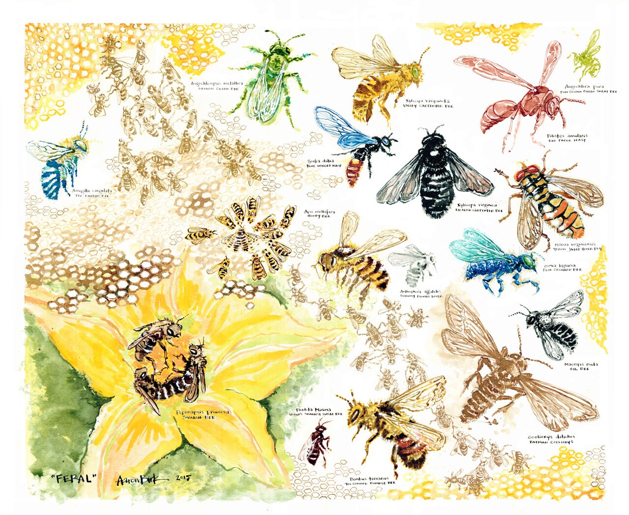 Native Bees Poster Educational and Stunning