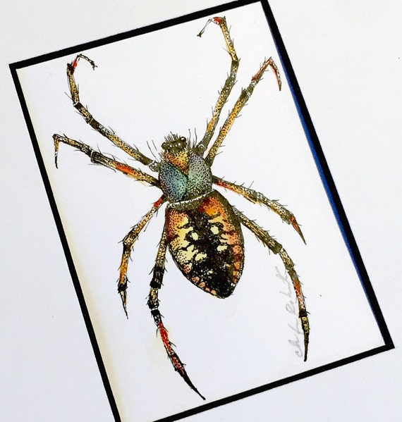 Spider Original Drawing Framed Ink and Watercolor Drawing