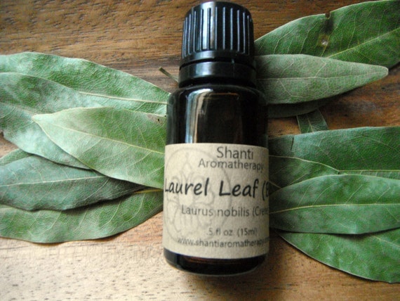 Laurel Leaf Bay Leaf Essential Oil pure by ShantiAromatherapy