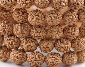 Bodhi tree seeds | Etsy