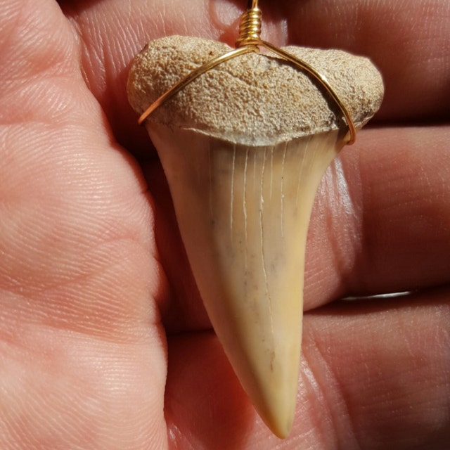 The Shark Tooth Shop by TheSharkToothShop on Etsy