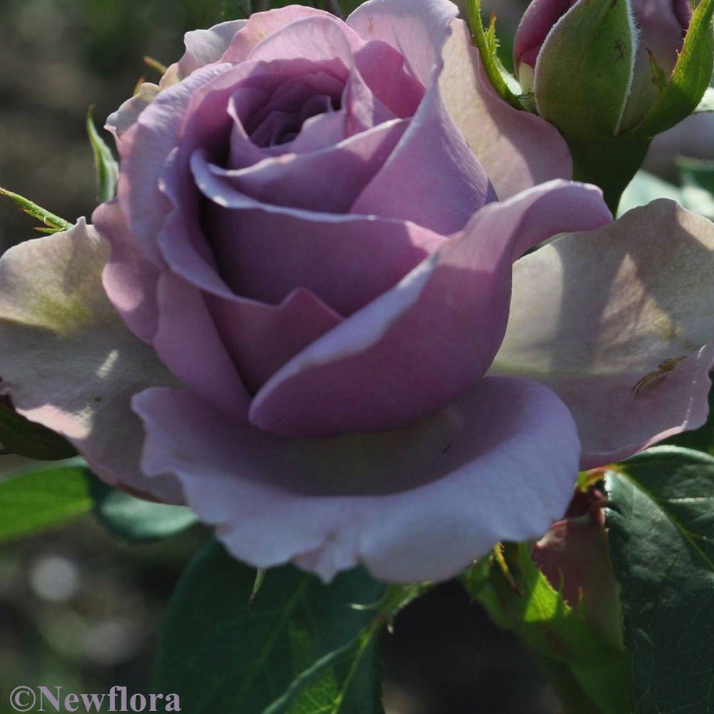 Arborose ® Quick Silver ™ Rose Bush Lush Lavender Purple