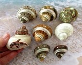 Coastal Decor Natural Seashells Vintage by CoastalGlamour on Etsy