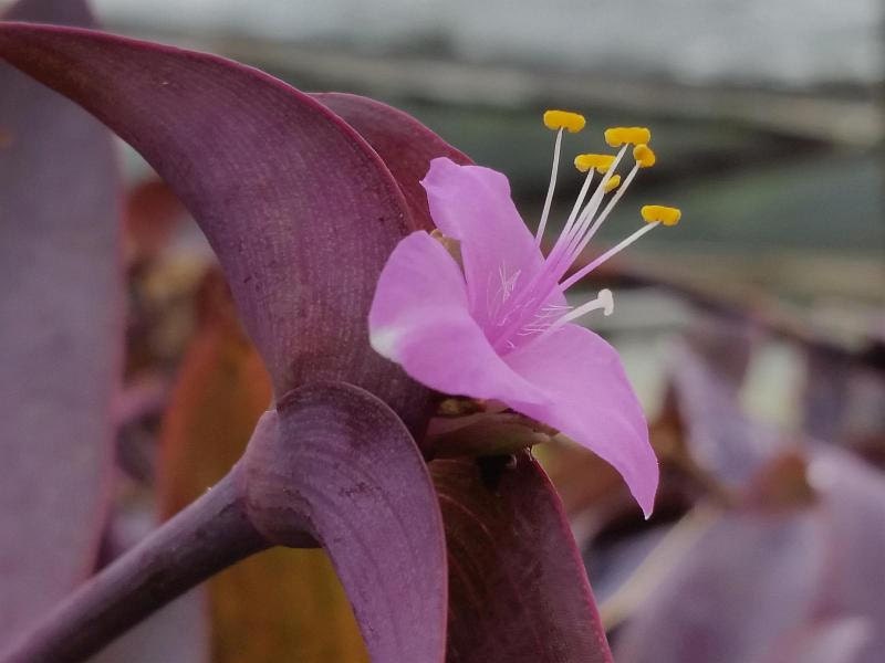 PURPLE QUEEN Heirloom Ground Cover Live Tropical Plant