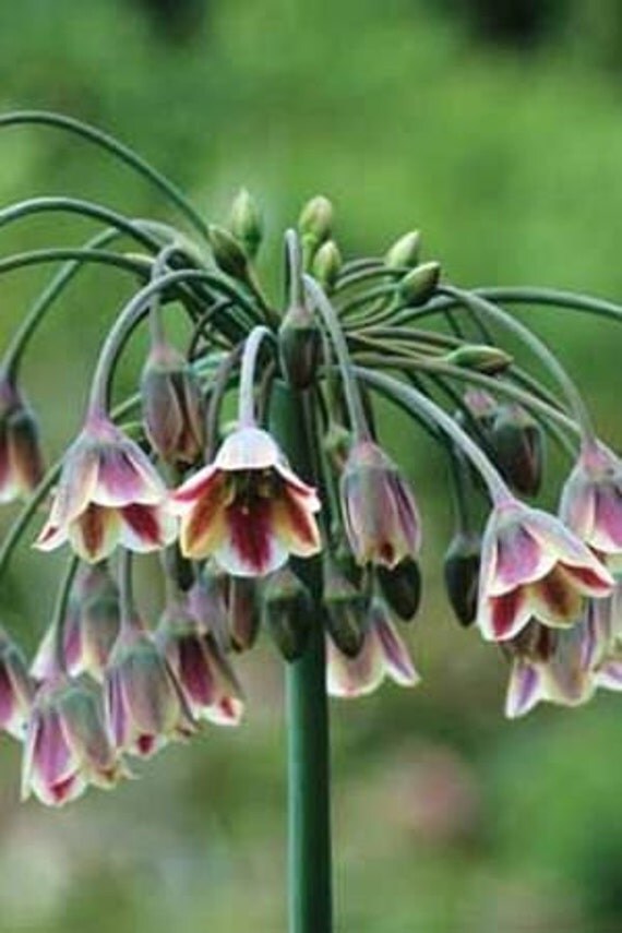 6 Mediterranean Bells Bulbs Nectaroscordum siculum ALLIUM
