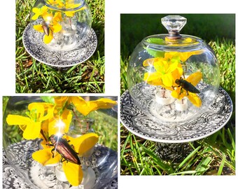 Insect diorama | Etsy