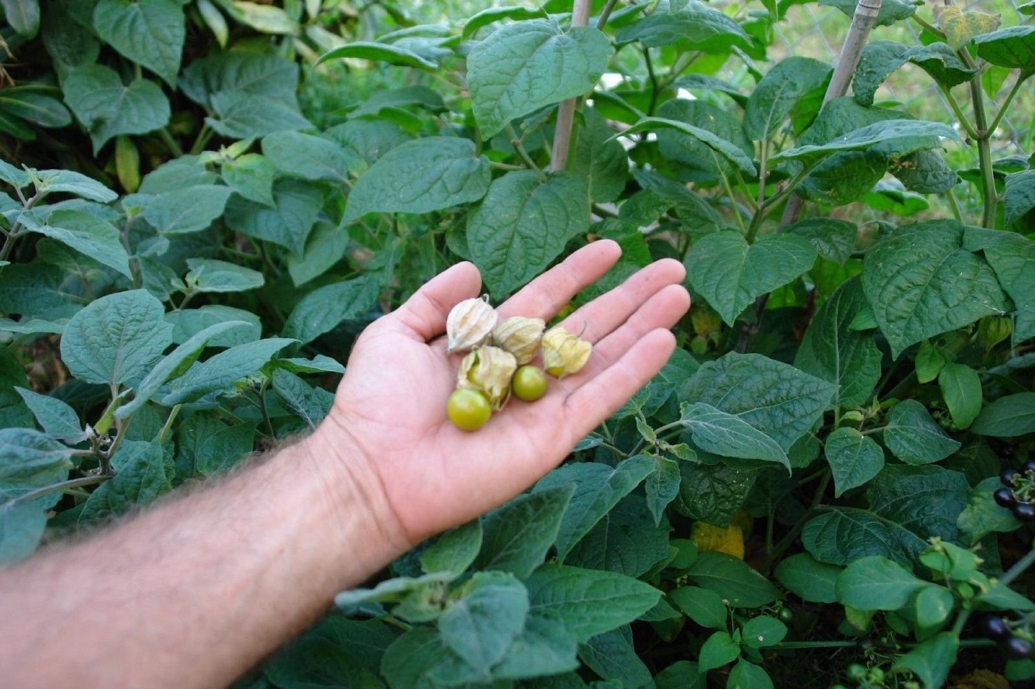 Giant Cape Gooseberry Physalis peruviana 30 Organic Heirloom