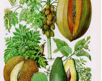 Unique pawpaw related items | Etsy