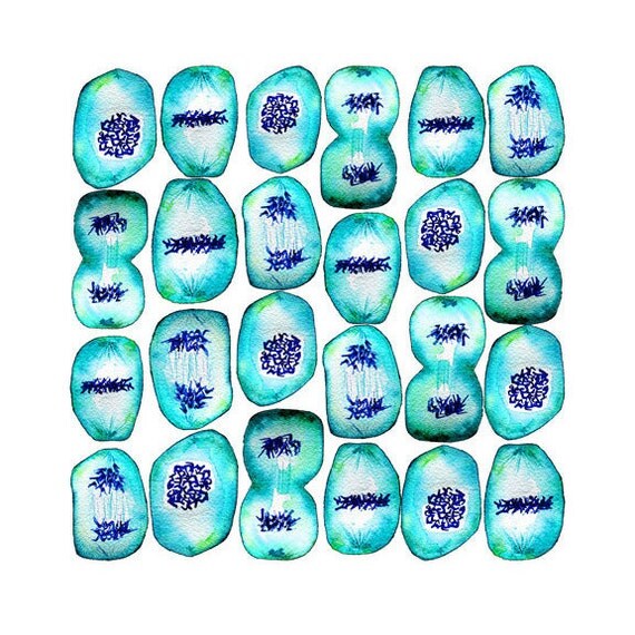 Mitosis watercolor print science mitosis biology by sandraculliton