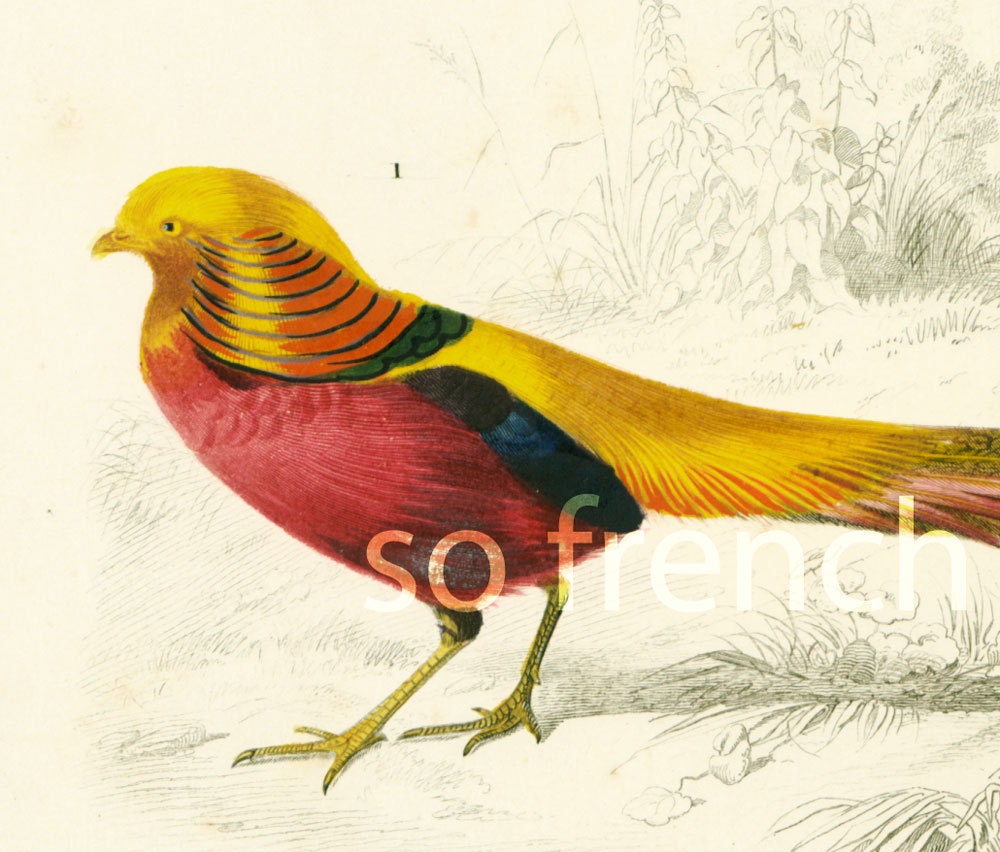 1861 Golden pheasant Antique Engraving Hand colored Original
