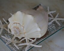 Popular items for seashell knobs on Etsy