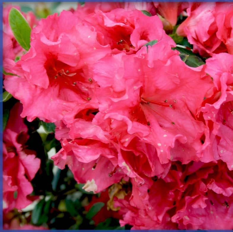 Azalea Red Ruffle Single Liner Plants